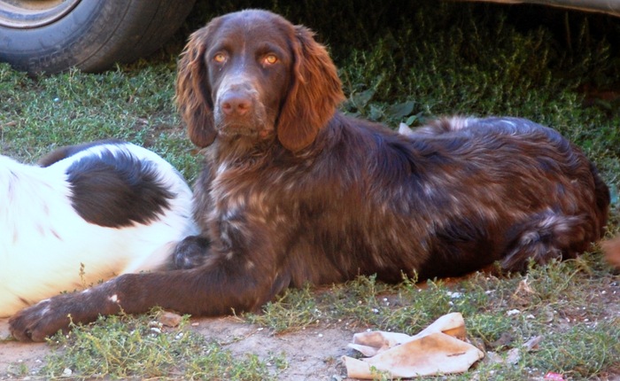 1000+ images about Х Langhaar (German Longhaired Pointer) on Pinterest